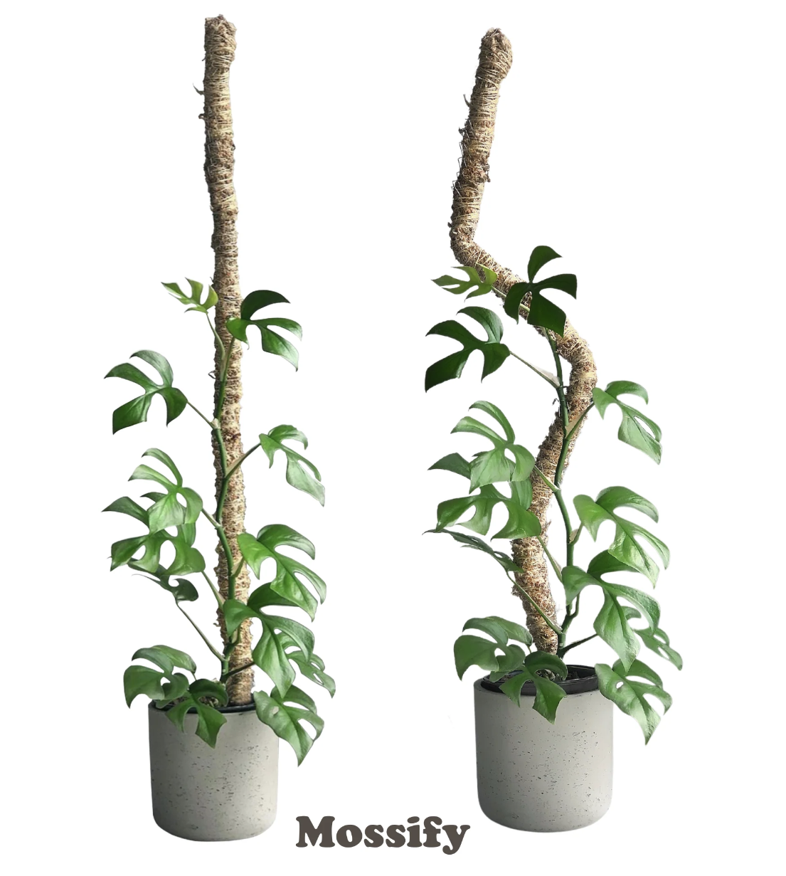 42" Bendable Moss Pole - Mossify | Roots and Shoots Nursery 1108 Wappoo ...